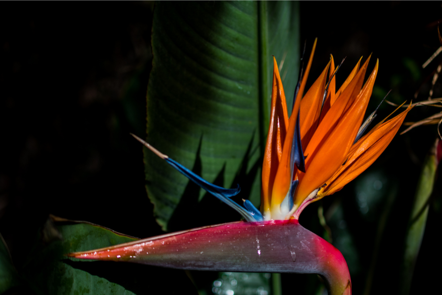 Bird of Paradise in LECA: Transplanting and Thriving in Hydroponics
